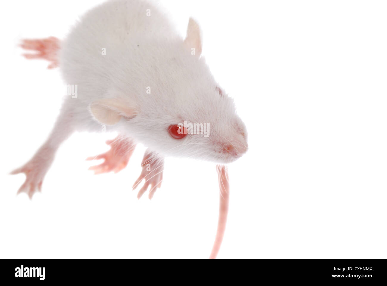 Albino laboratory animal Cut Out Stock Images & Pictures - Alamy