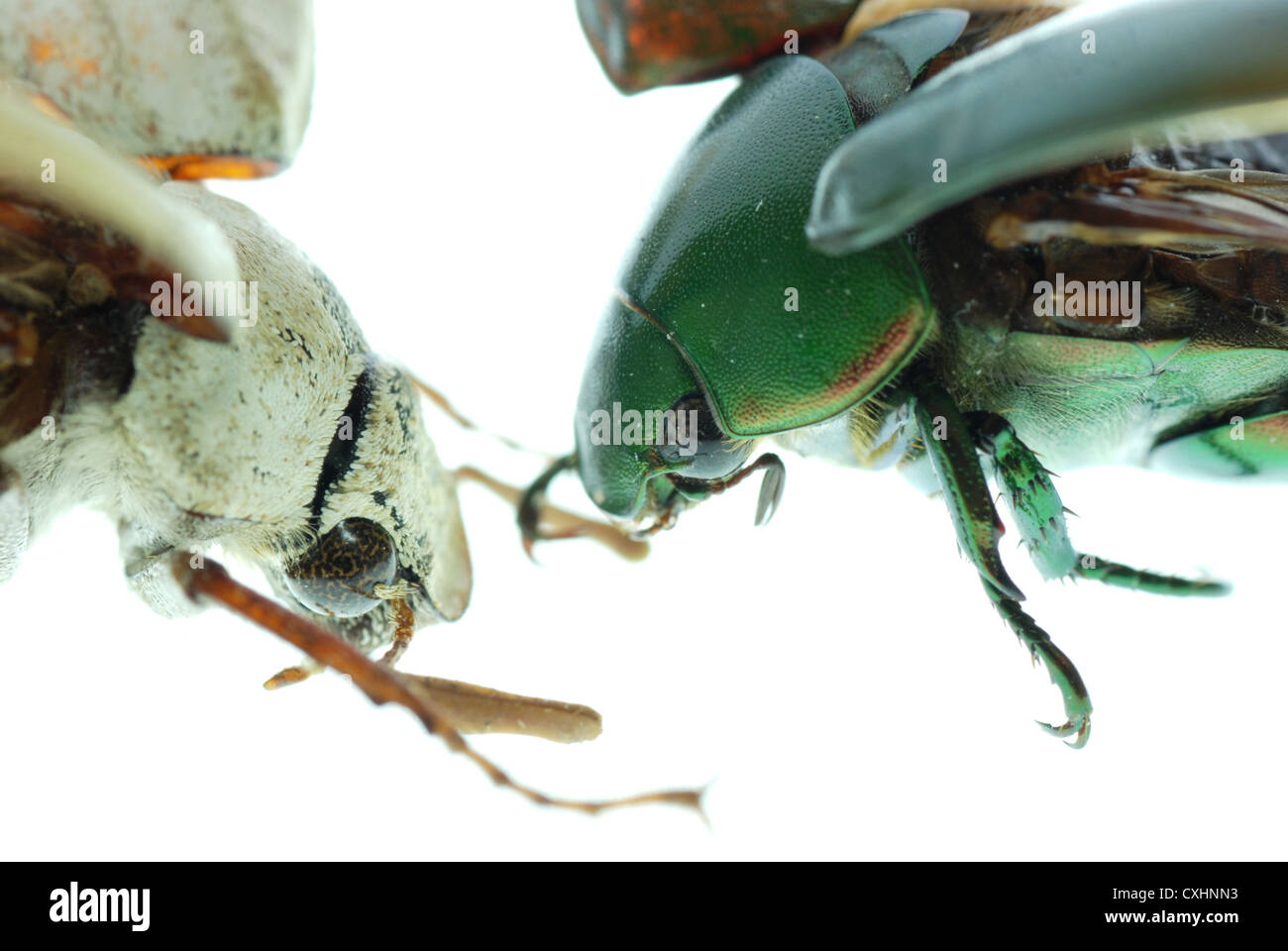 two scarab beetle Stock Photo - Alamy