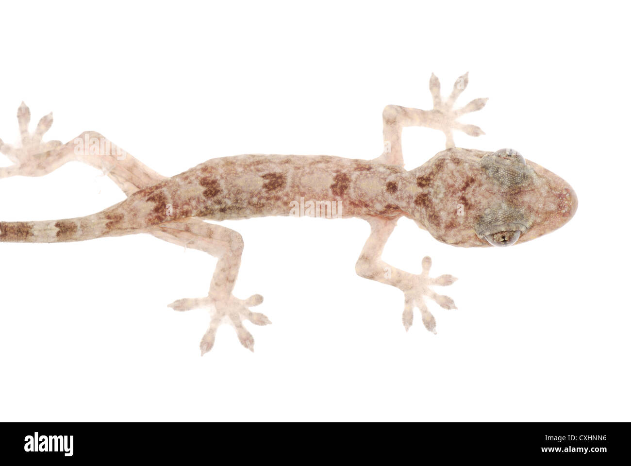 animal chinese gecko Stock Photo - Alamy