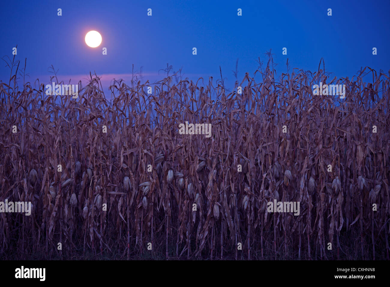 Full moon above the corn field Stock Photo - Alamy