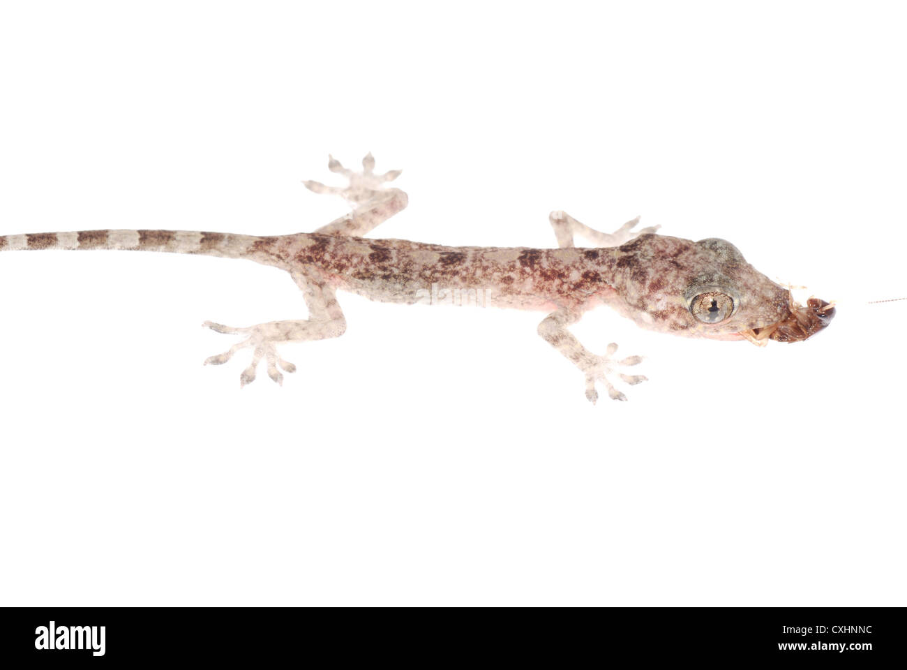 gecko babe eat roach isolated Stock Photo - Alamy