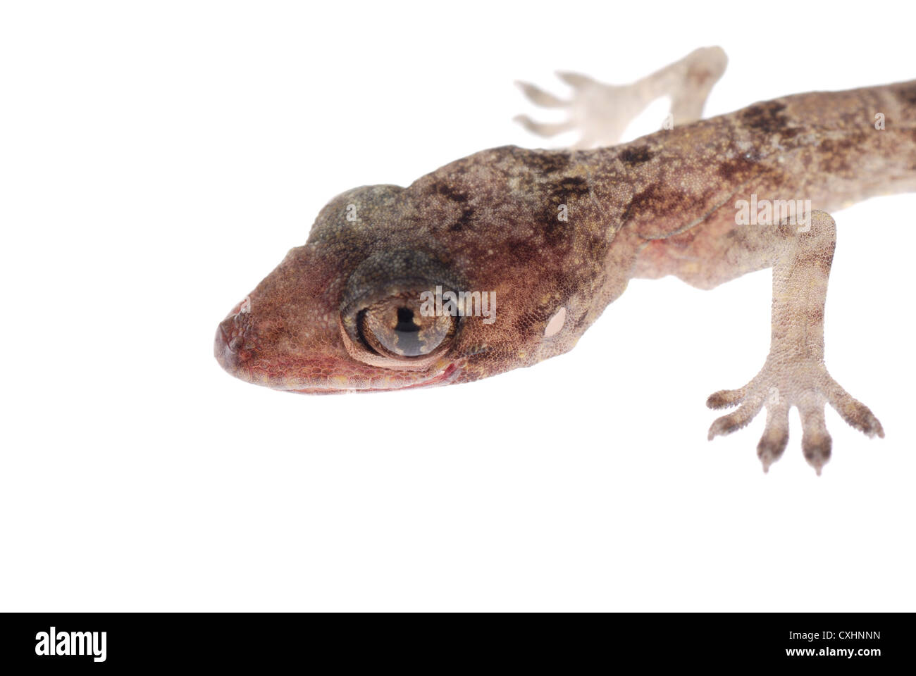 Lizard head view Cut Out Stock Images & Pictures - Alamy