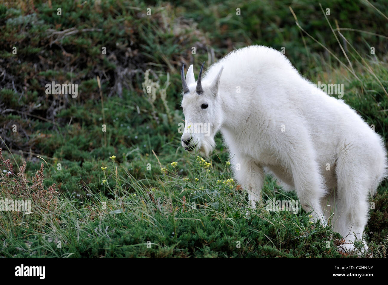 A Wild Mountain Goat Stock Photos & A Wild Mountain Goat Stock Images ...