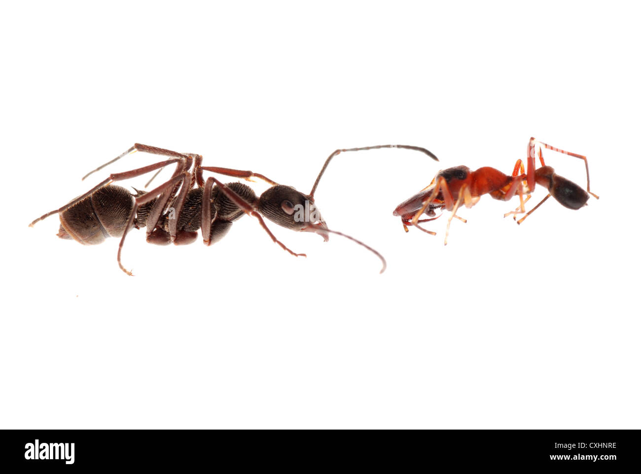 ant and ant mimic spider Stock Photo - Alamy