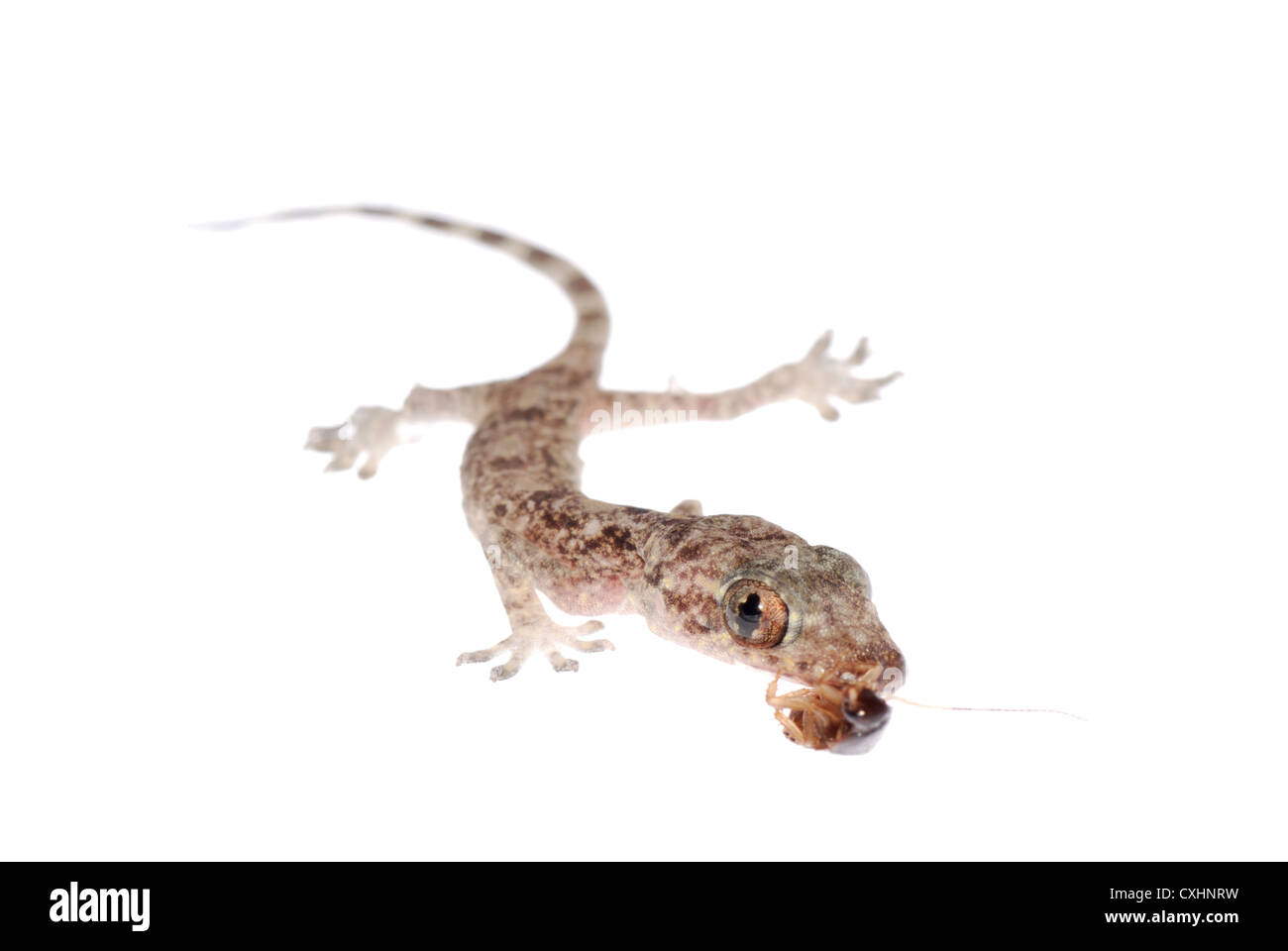 gecko babe eat roach isolated Stock Photo - Alamy