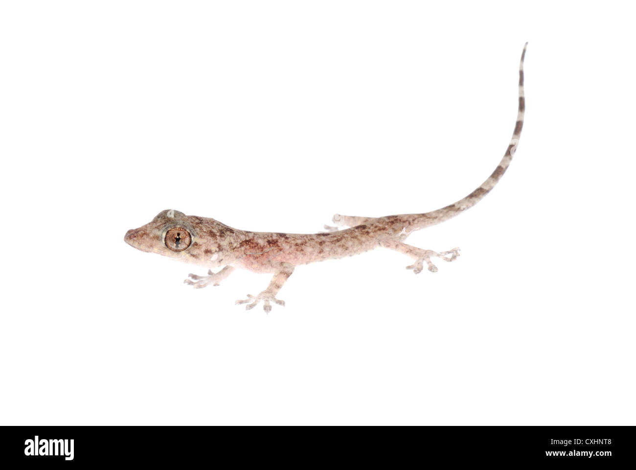 Chinese dinosaur hi-res stock photography and images - Alamy