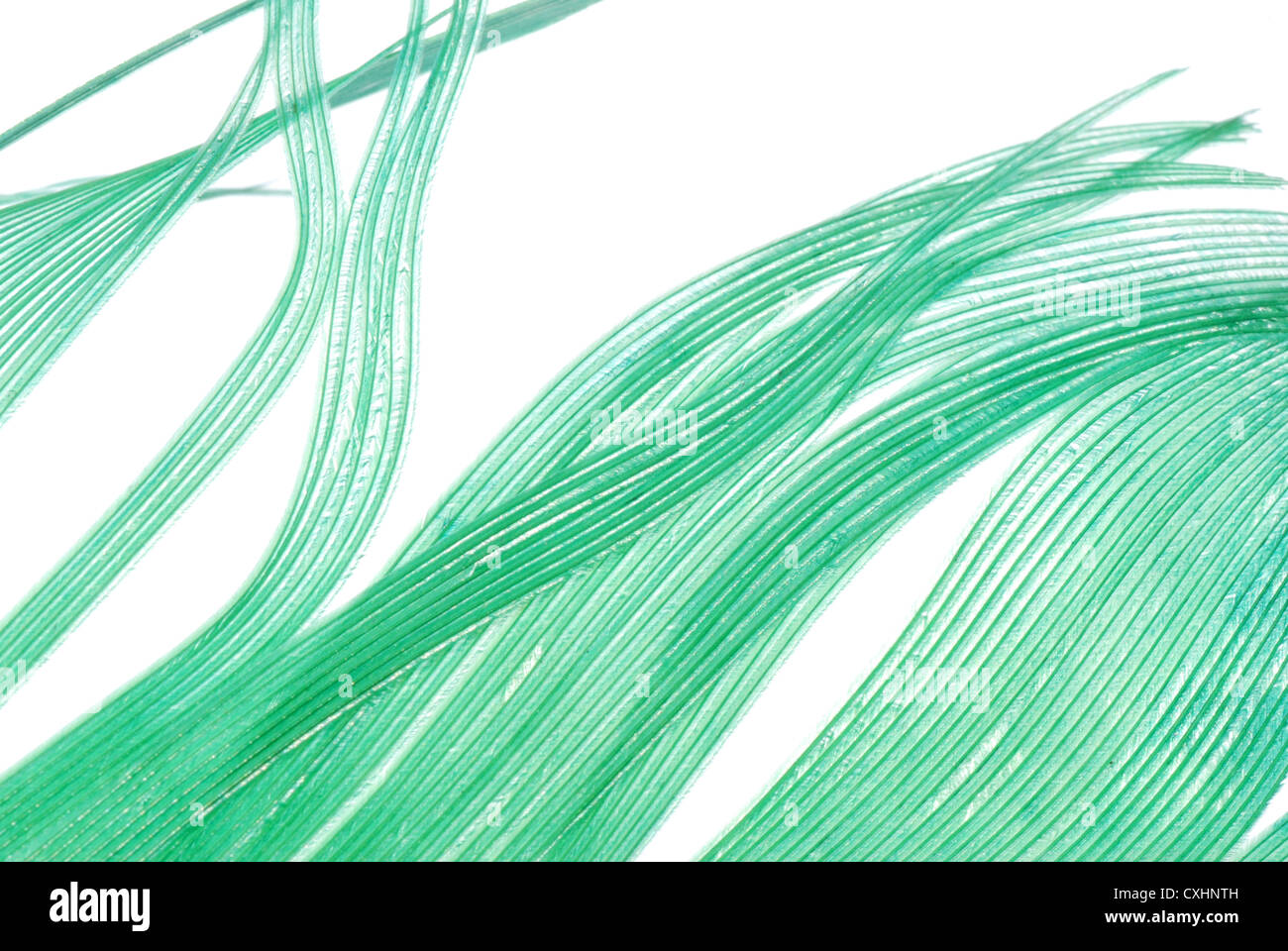 green feather abstract texture background Stock Photo - Alamy