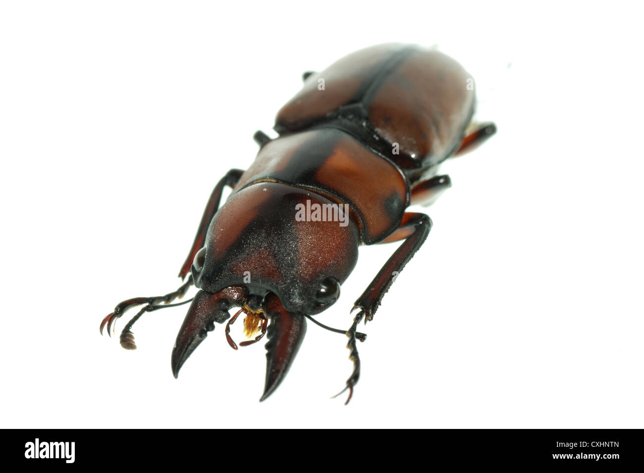 Child and insect Cut Out Stock Images & Pictures - Alamy