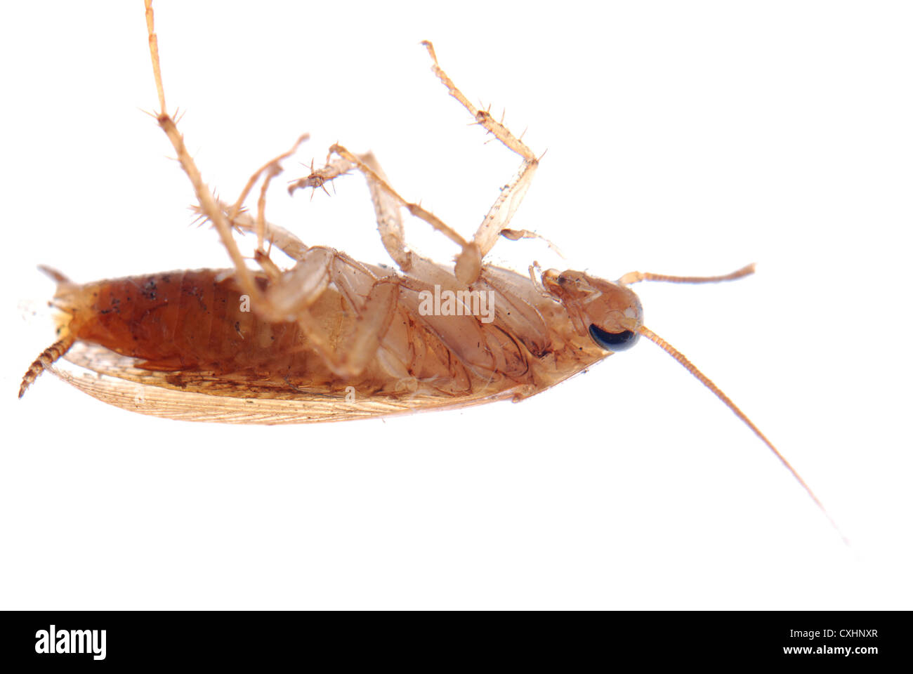 german cockroach isolated Stock Photo - Alamy