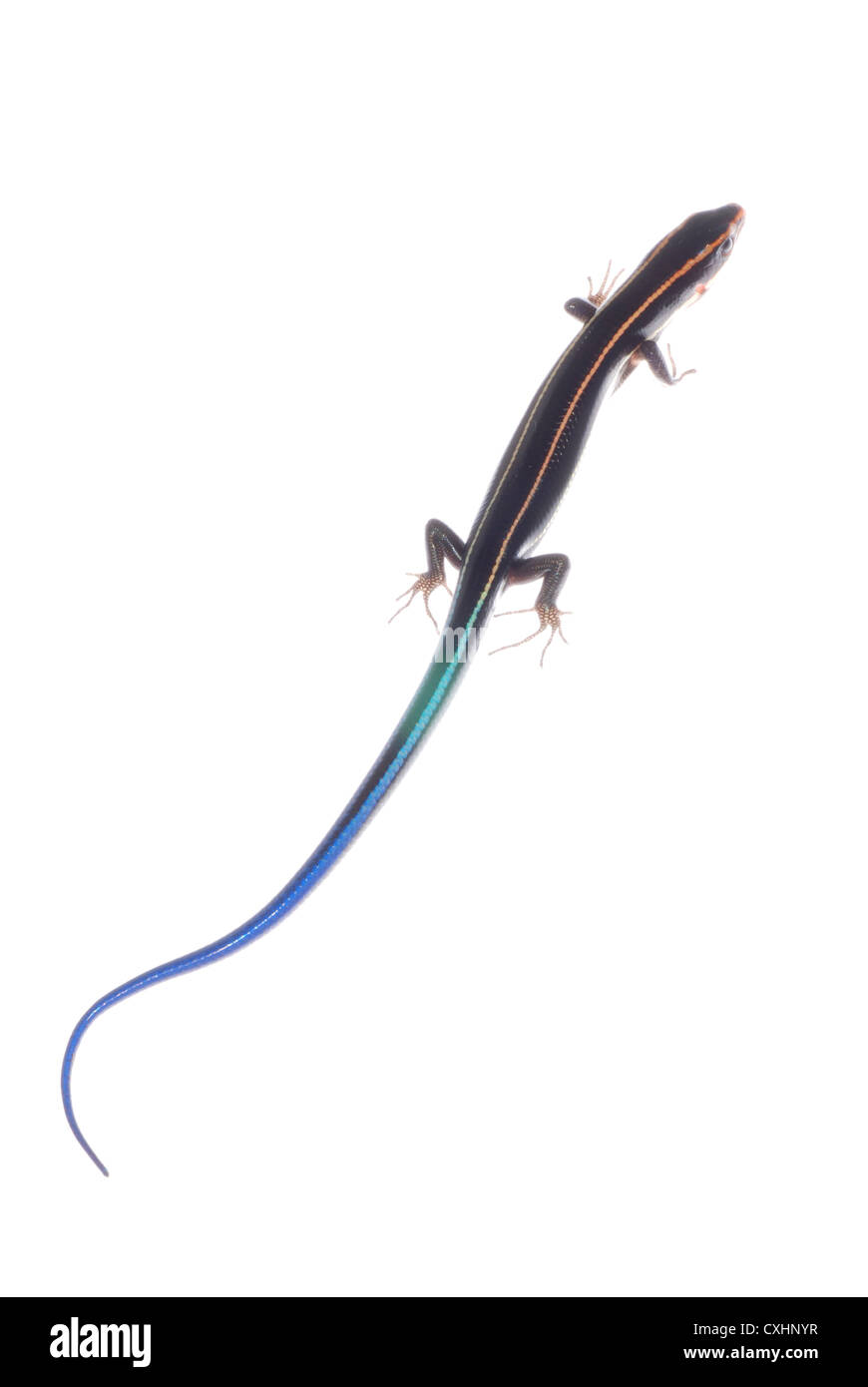 Striped lizard Cut Out Stock Images & Pictures - Alamy