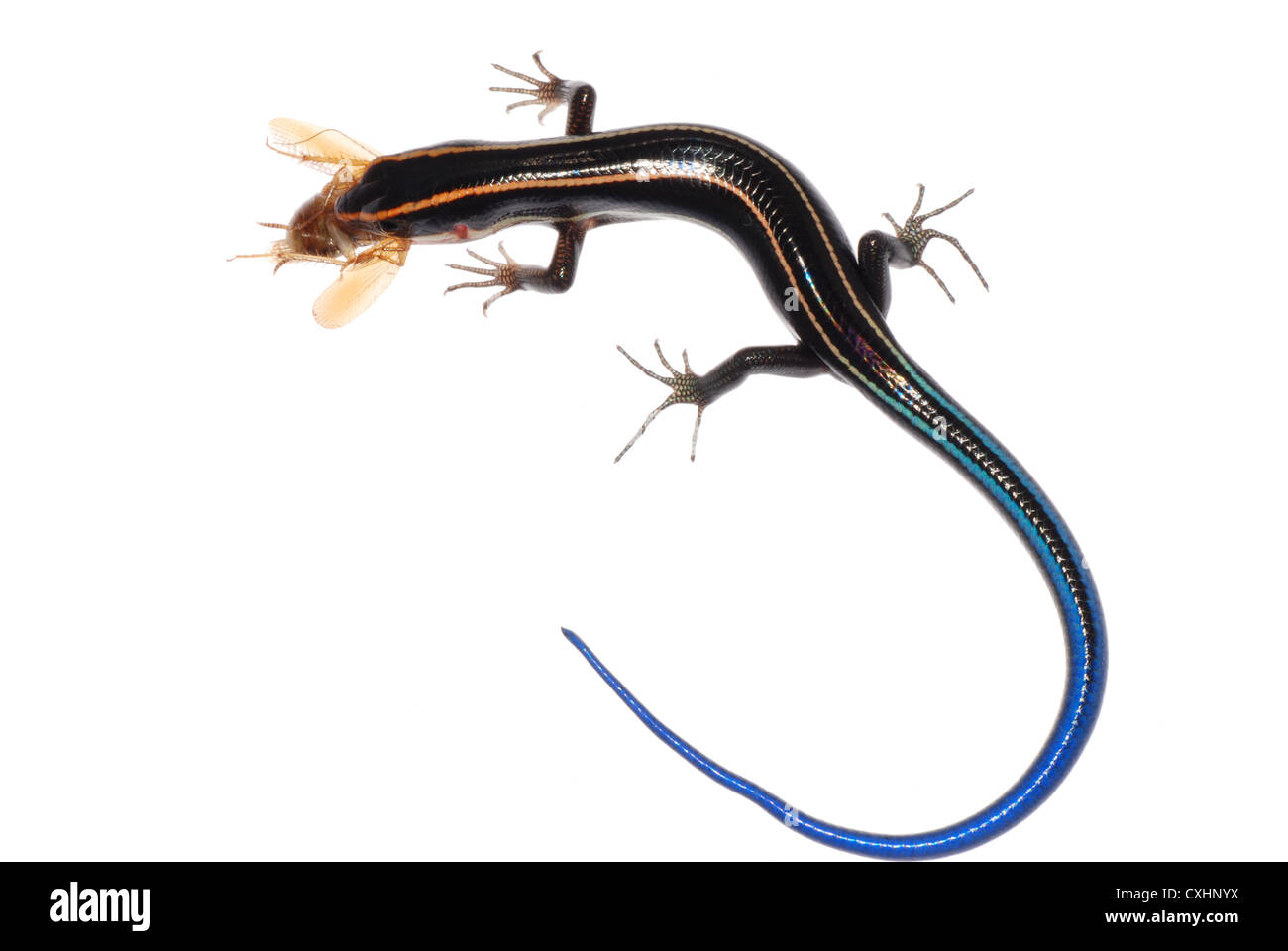 lizard eat roach Stock Photo - Alamy