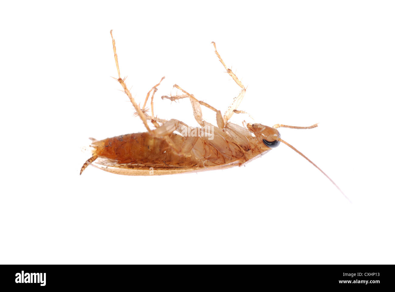 German cockroach hi-res stock photography and images - Alamy