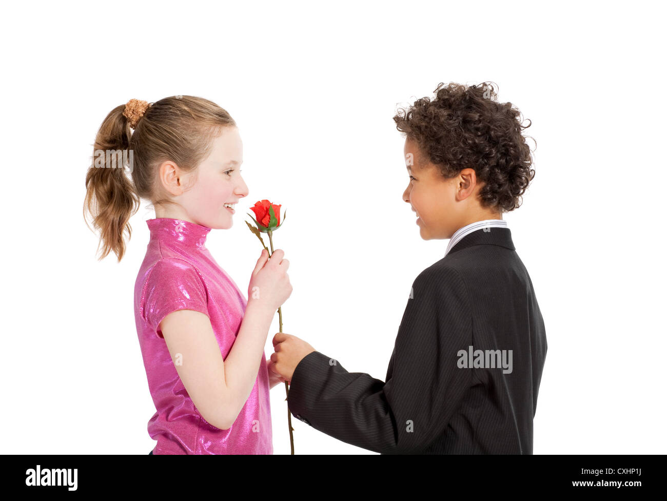 American beauty roses Cut Out Stock Images & Pictures - Alamy