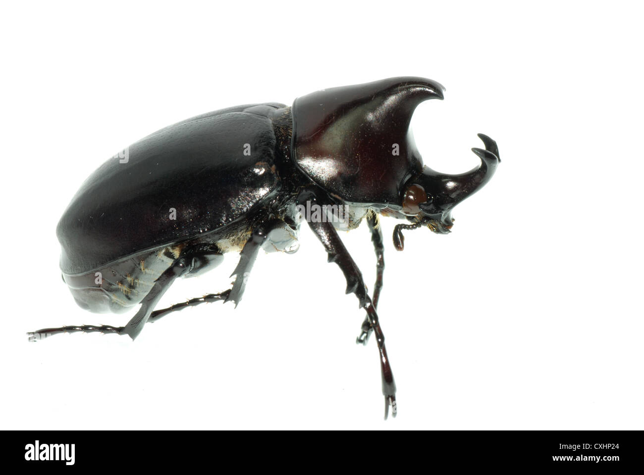 Male scarab beetle hi-res stock photography and images - Alamy