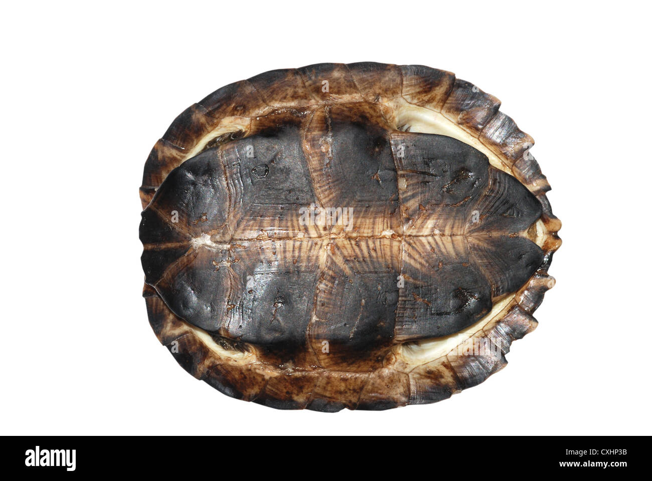 Asian leaf turtle Stock Photo - Alamy