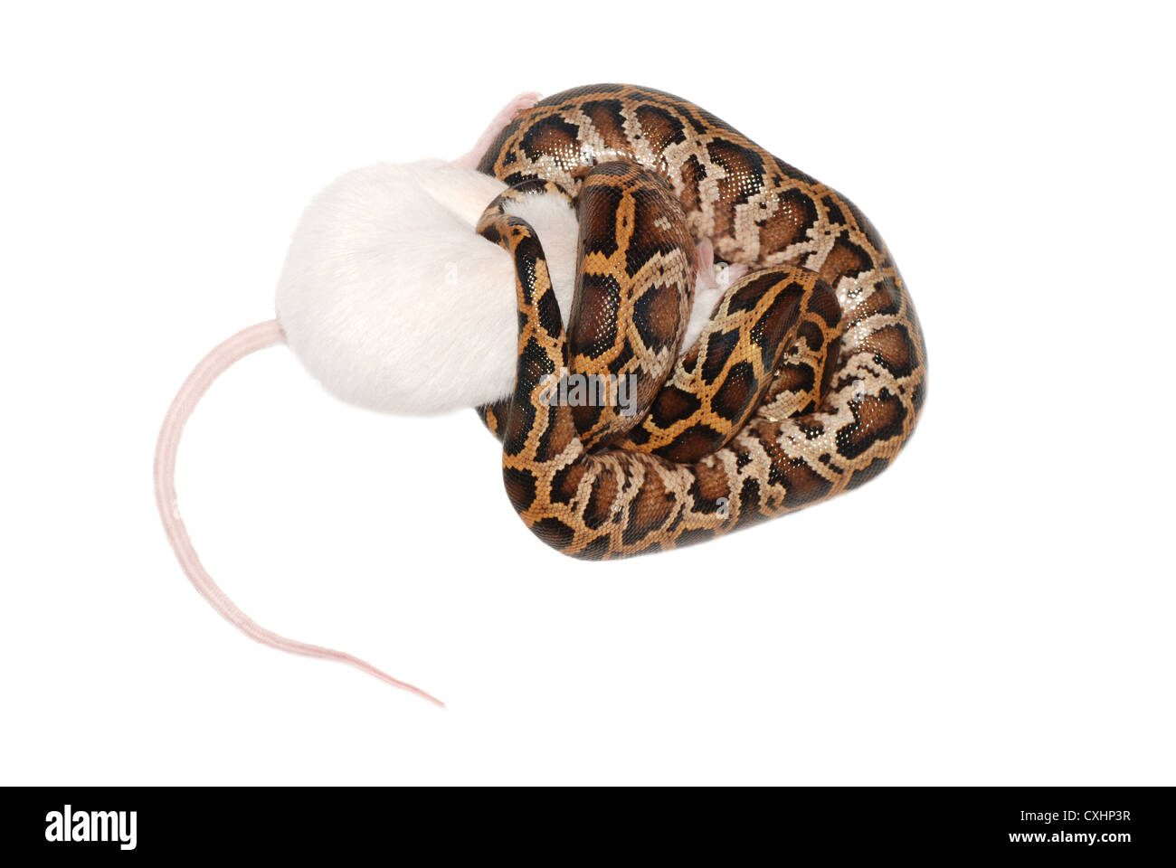 Brown rat snake hi-res stock photography and images - Alamy