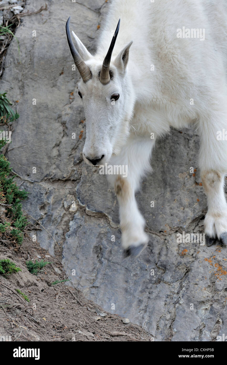 A mountain goat jumping down a steep mountain cliff Stock Photo - Alamy