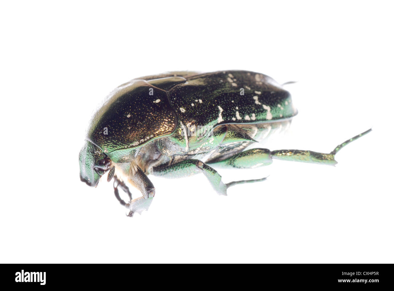 scarab beetle isolated Stock Photo - Alamy