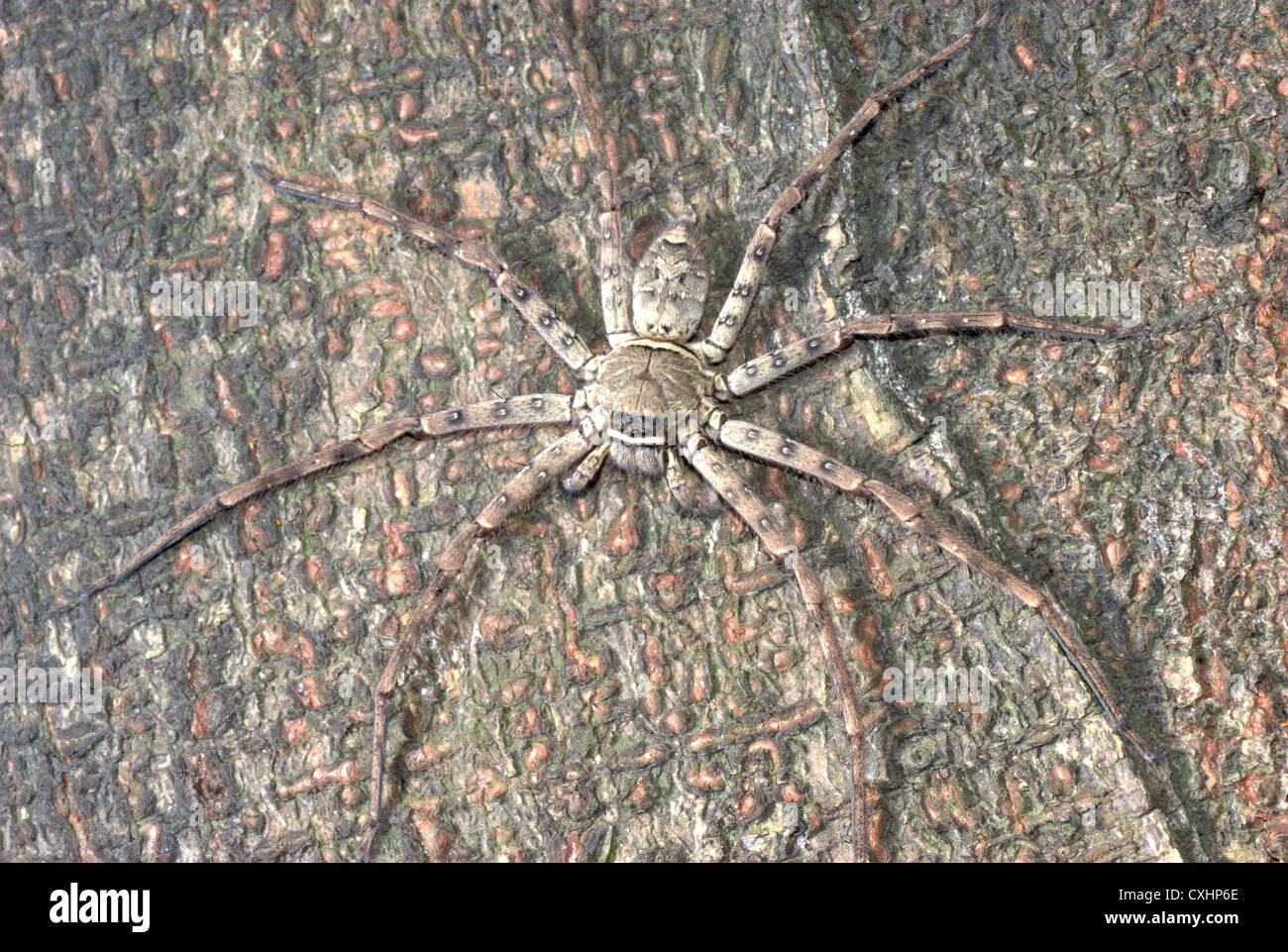 Giant spider hi-res stock photography and images - Alamy