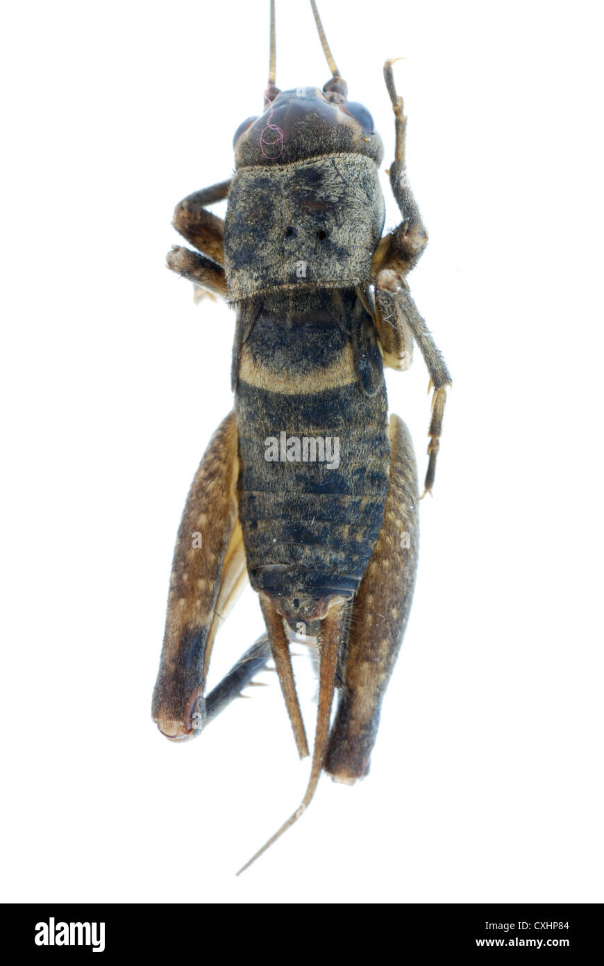 cricket bug insect Stock Photo - Alamy