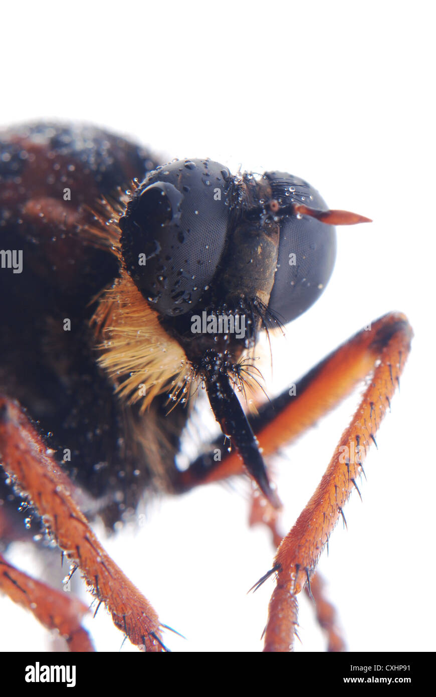 robber fly isolated Stock Photo - Alamy