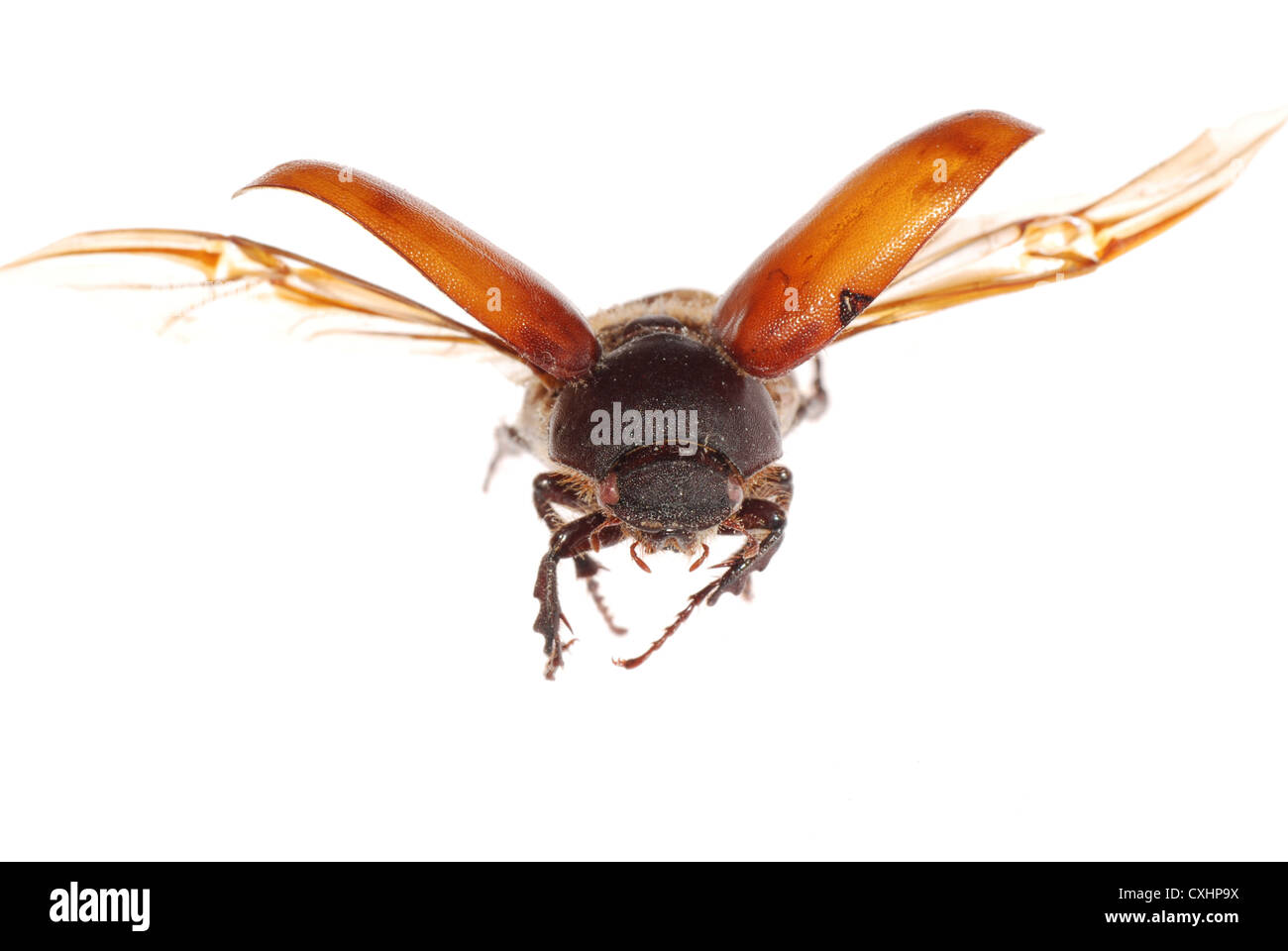 flying brown scarab beetle Stock Photo - Alamy