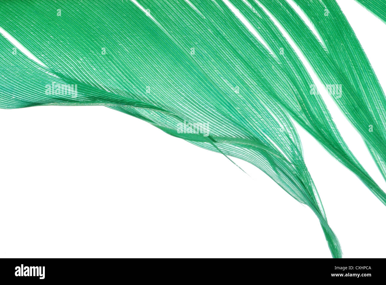 green feather abstract texture background Stock Photo - Alamy