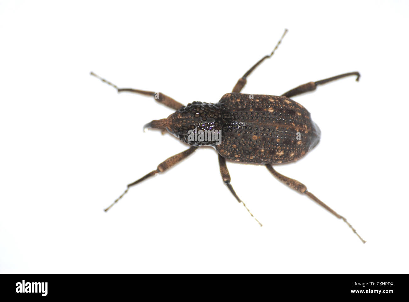 insect snout beetle Stock Photo - Alamy