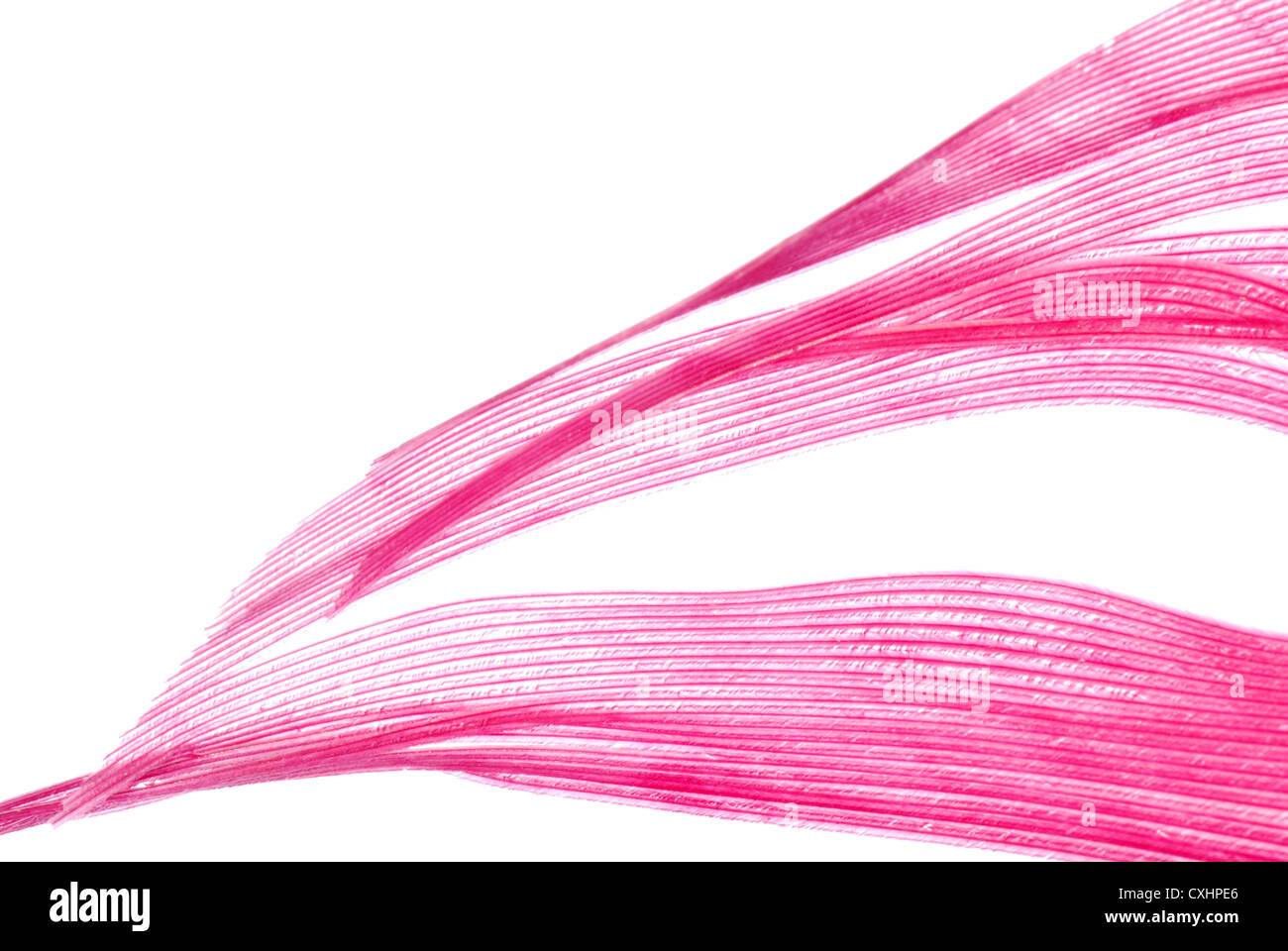 red feather abstract texture background Stock Photo - Alamy