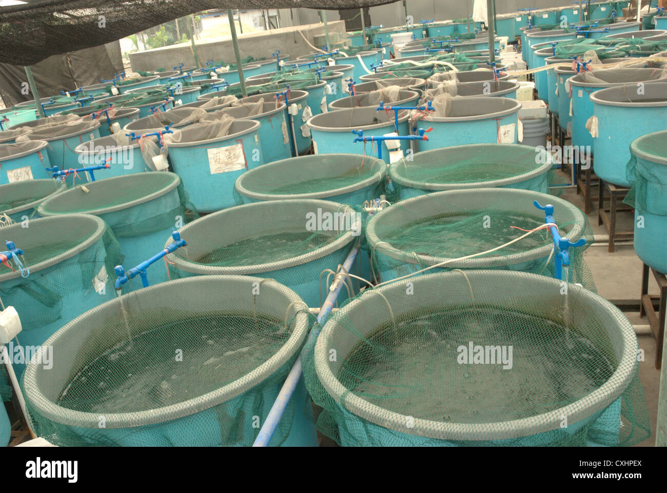 Agriculture aquaculture farm Stock Photo - Alamy