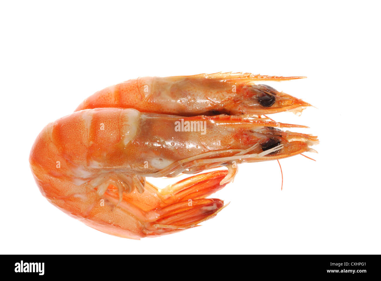boiled shrimp isolated Stock Photo - Alamy