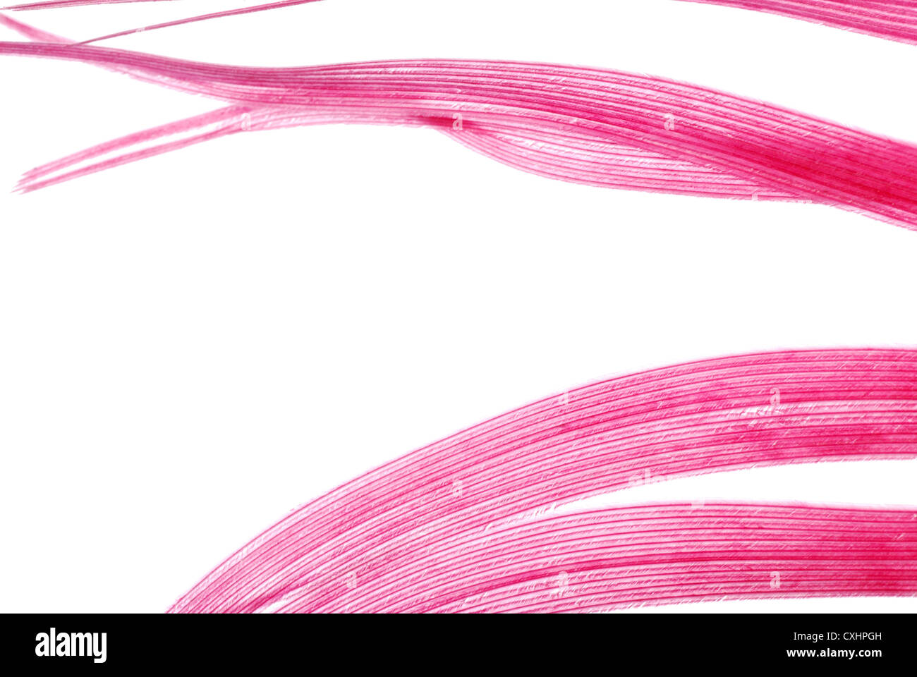 Red plumage feather hi-res stock photography and images - Alamy