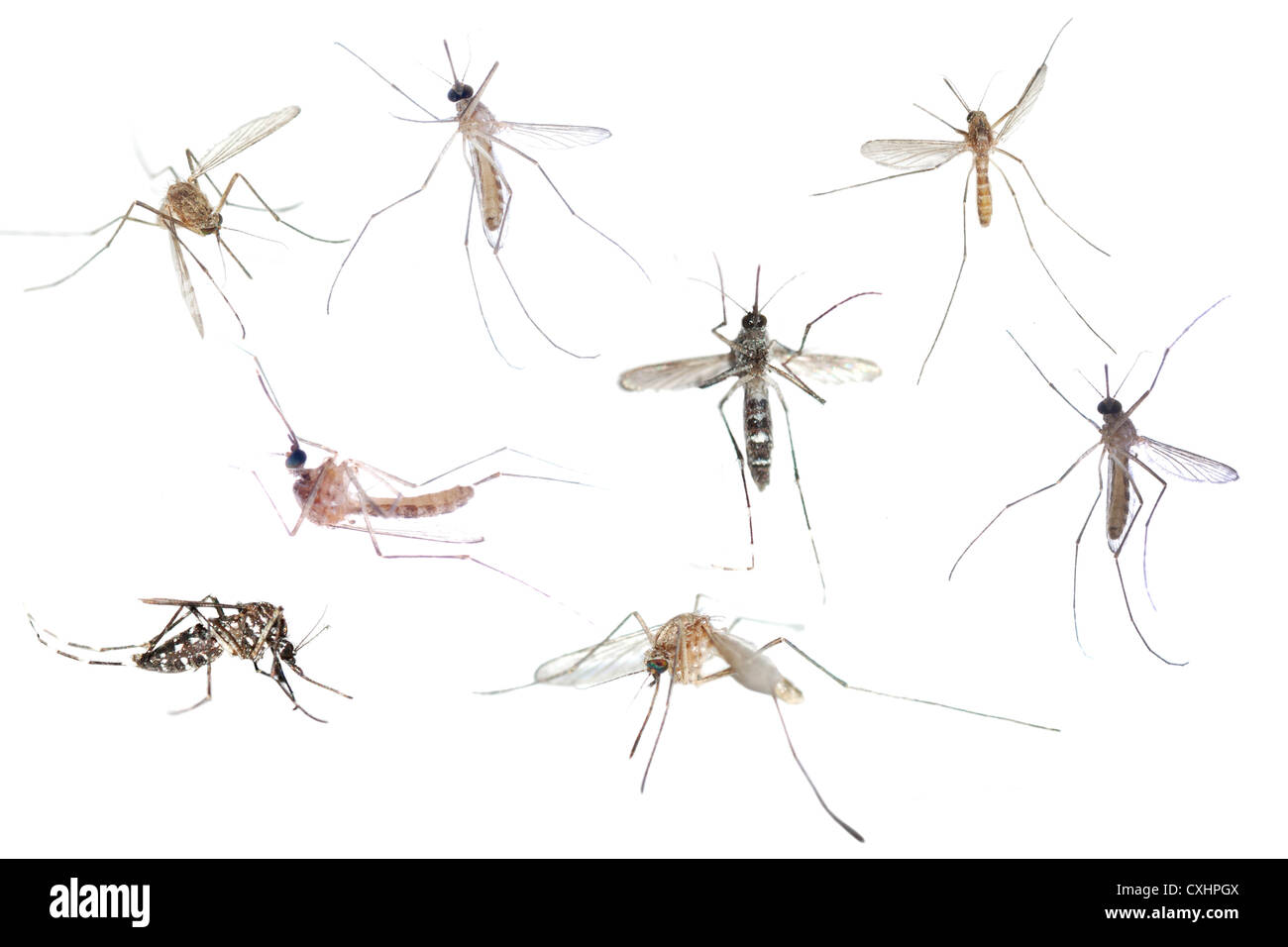 Mosquito hi-res stock photography and images - Alamy