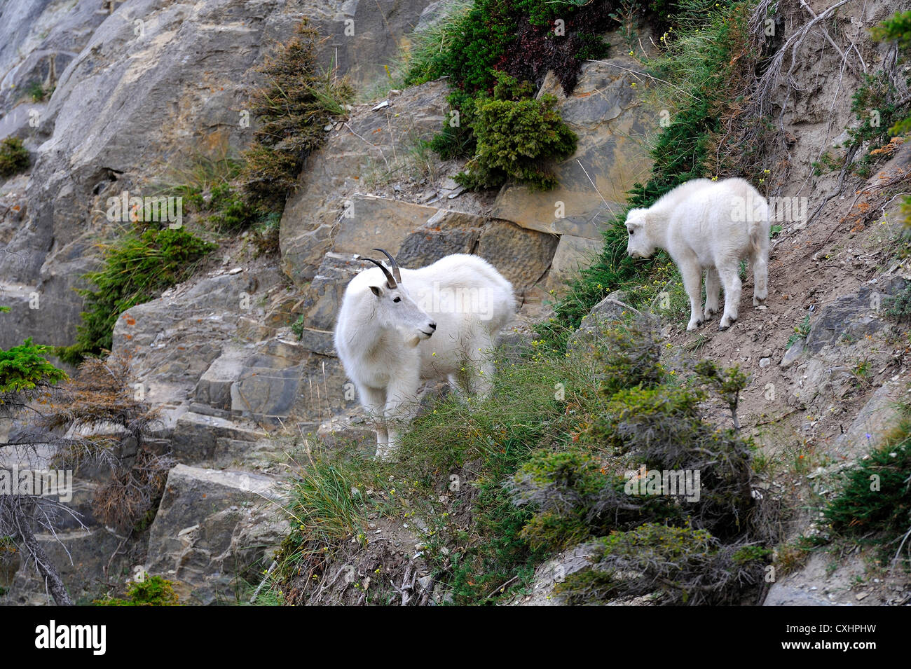 A mother mountain goat with her new baby Stock Photo - Alamy
