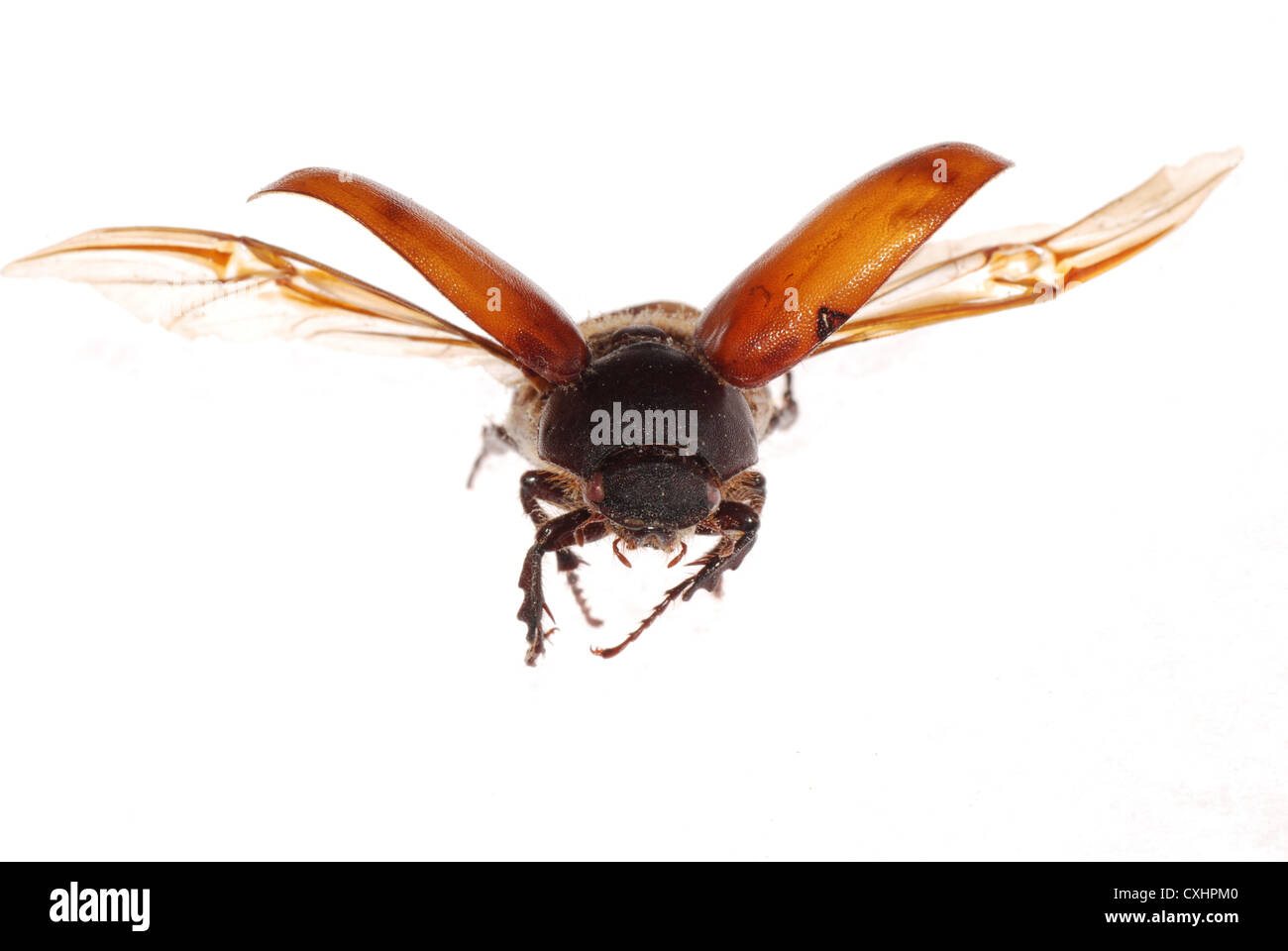 flying brown scarab beetle Stock Photo - Alamy