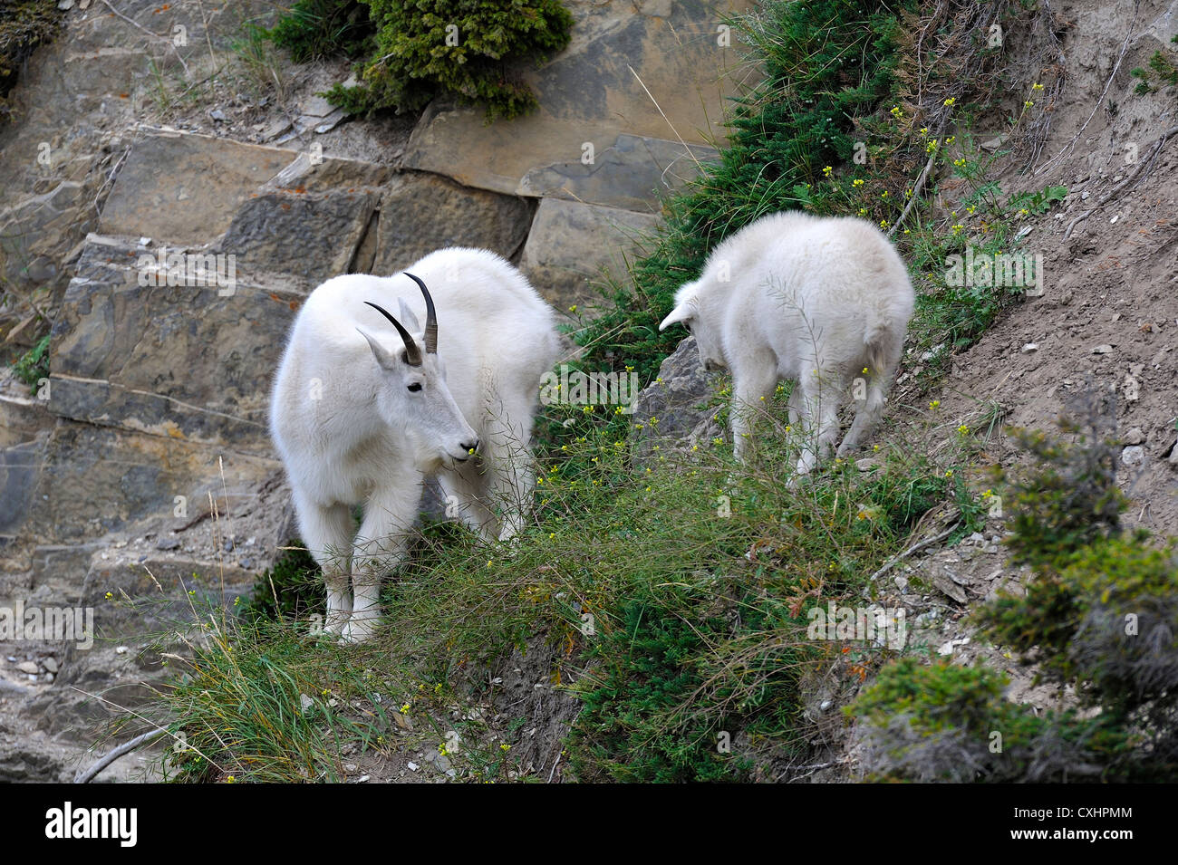 A mother mountain goat with her new baby Stock Photo - Alamy