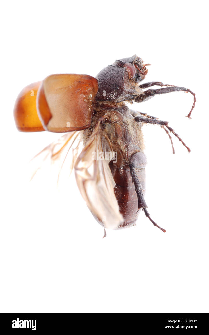 Flying scarab hi-res stock photography and images - Alamy