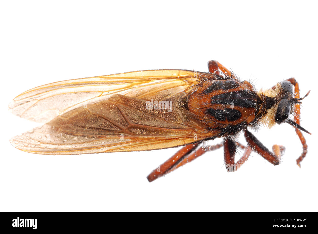 robber fly isolated Stock Photo - Alamy