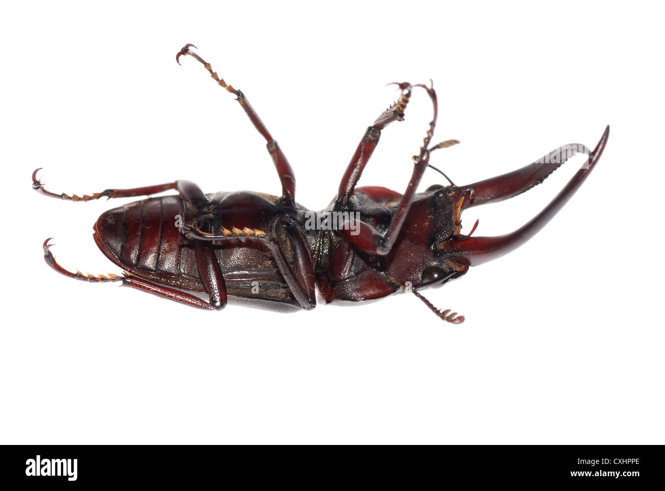 stag beetle isolated Stock Photo - Alamy