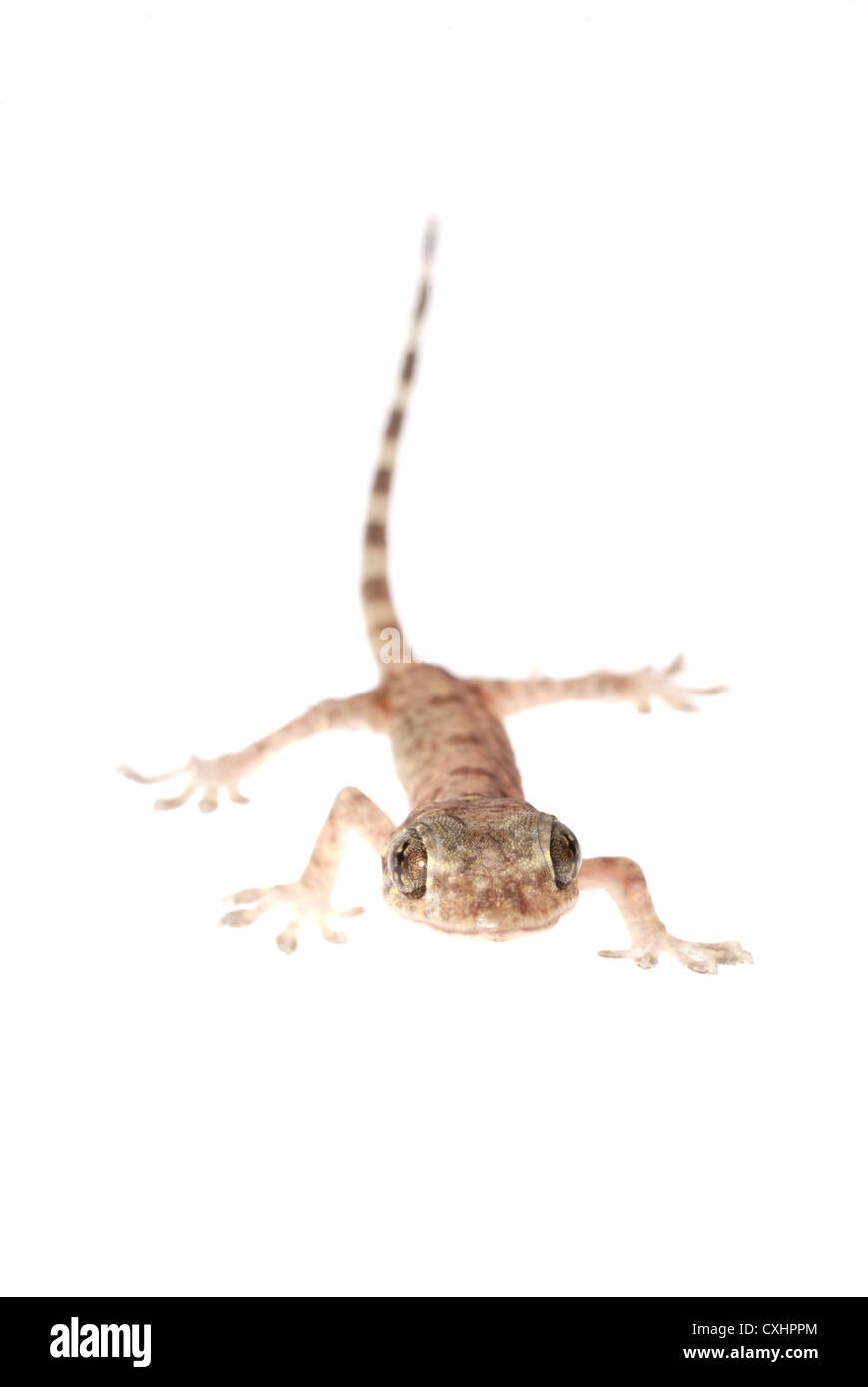 animal chinese gecko Stock Photo - Alamy