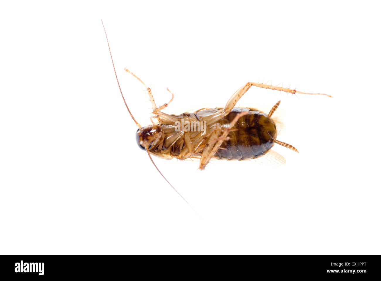 Cockroach biology hi-res stock photography and images - Alamy