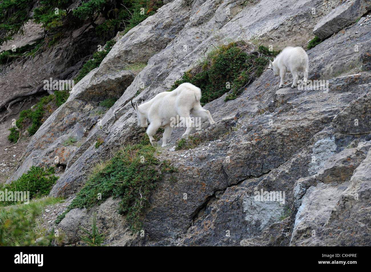 A mother mountain goat with her new baby Stock Photo - Alamy