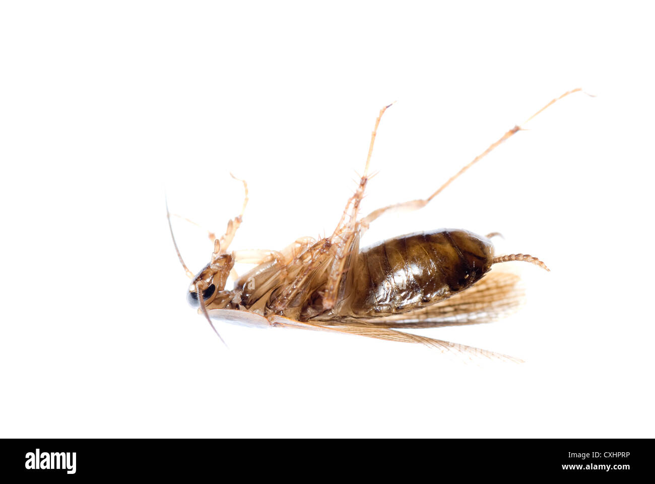 Cockroach infestation hi-res stock photography and images - Alamy