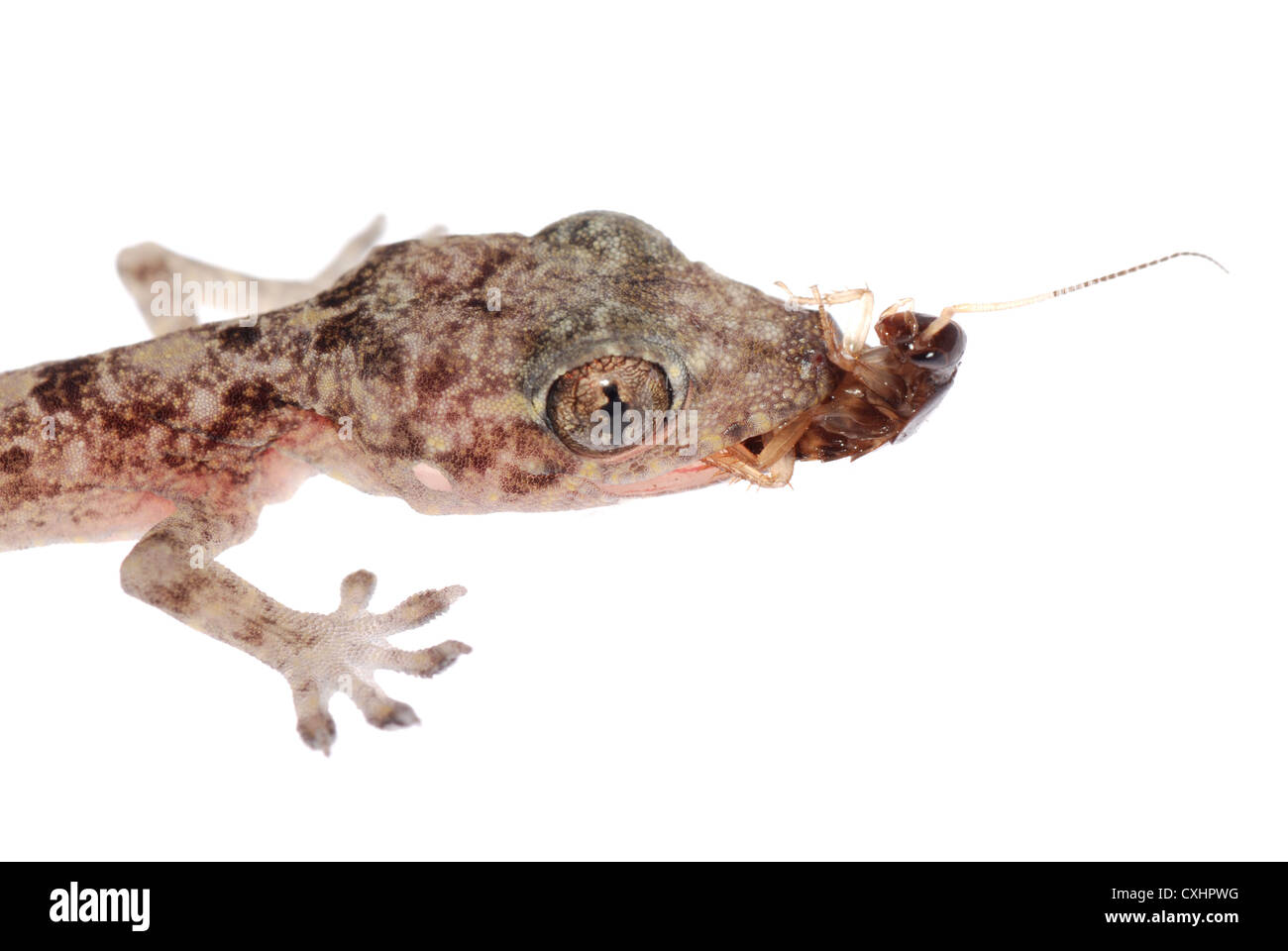 gecko babe eat roach isolated Stock Photo - Alamy