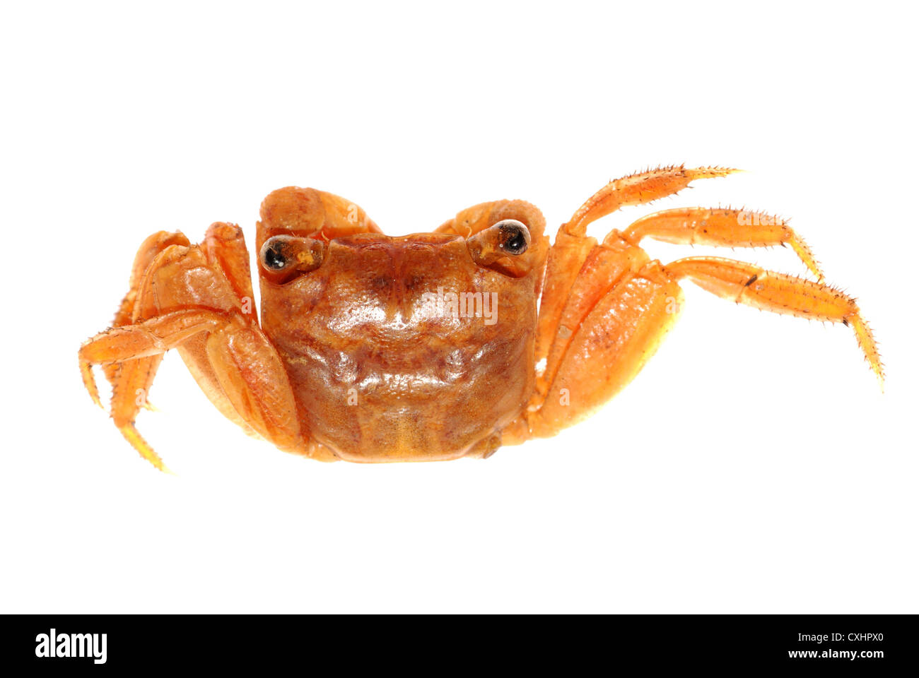 Red sea studio white wild hi-res stock photography and images - Alamy
