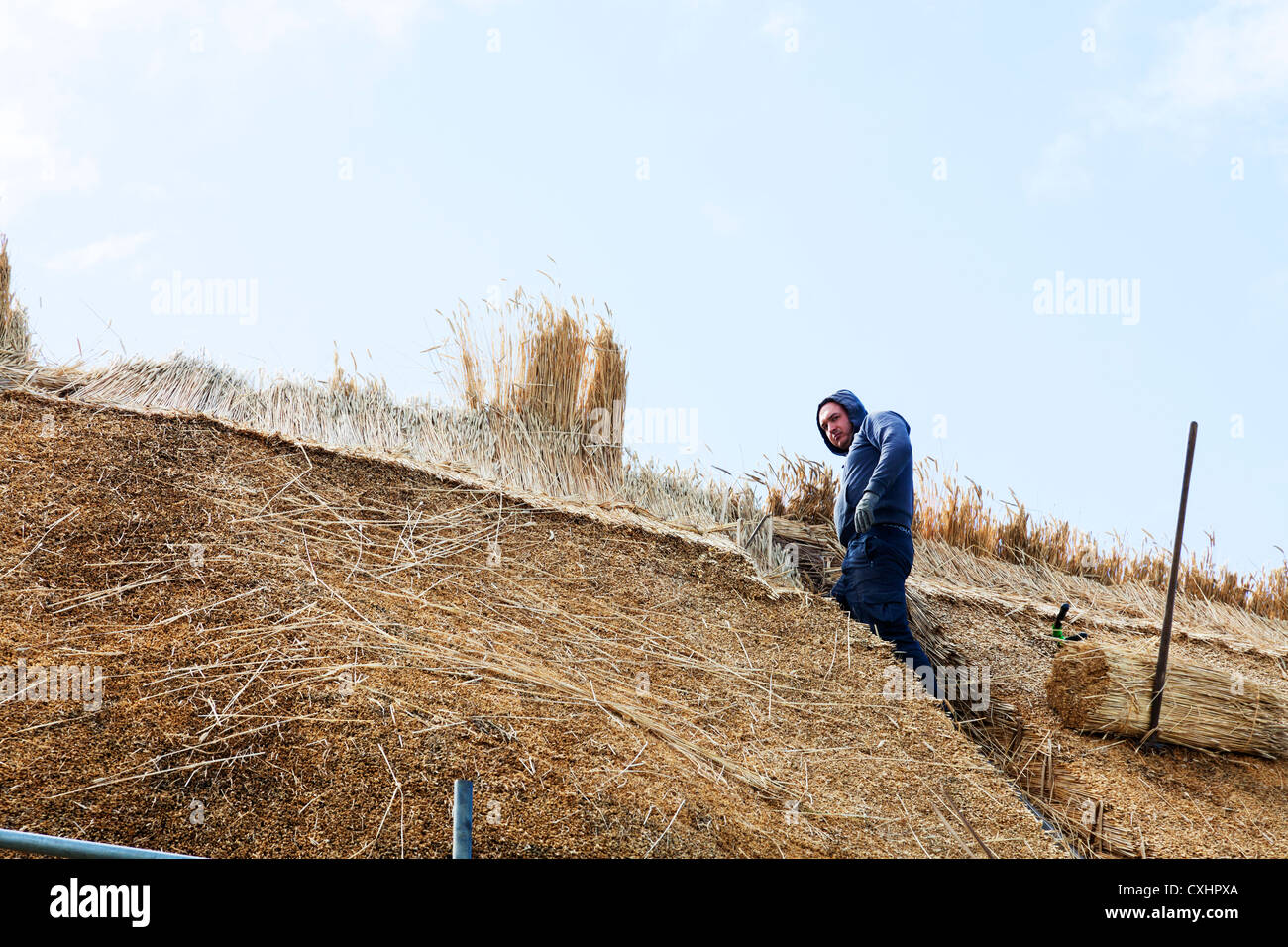 Man thatching house roof with straw workman thatcher packing straw ...