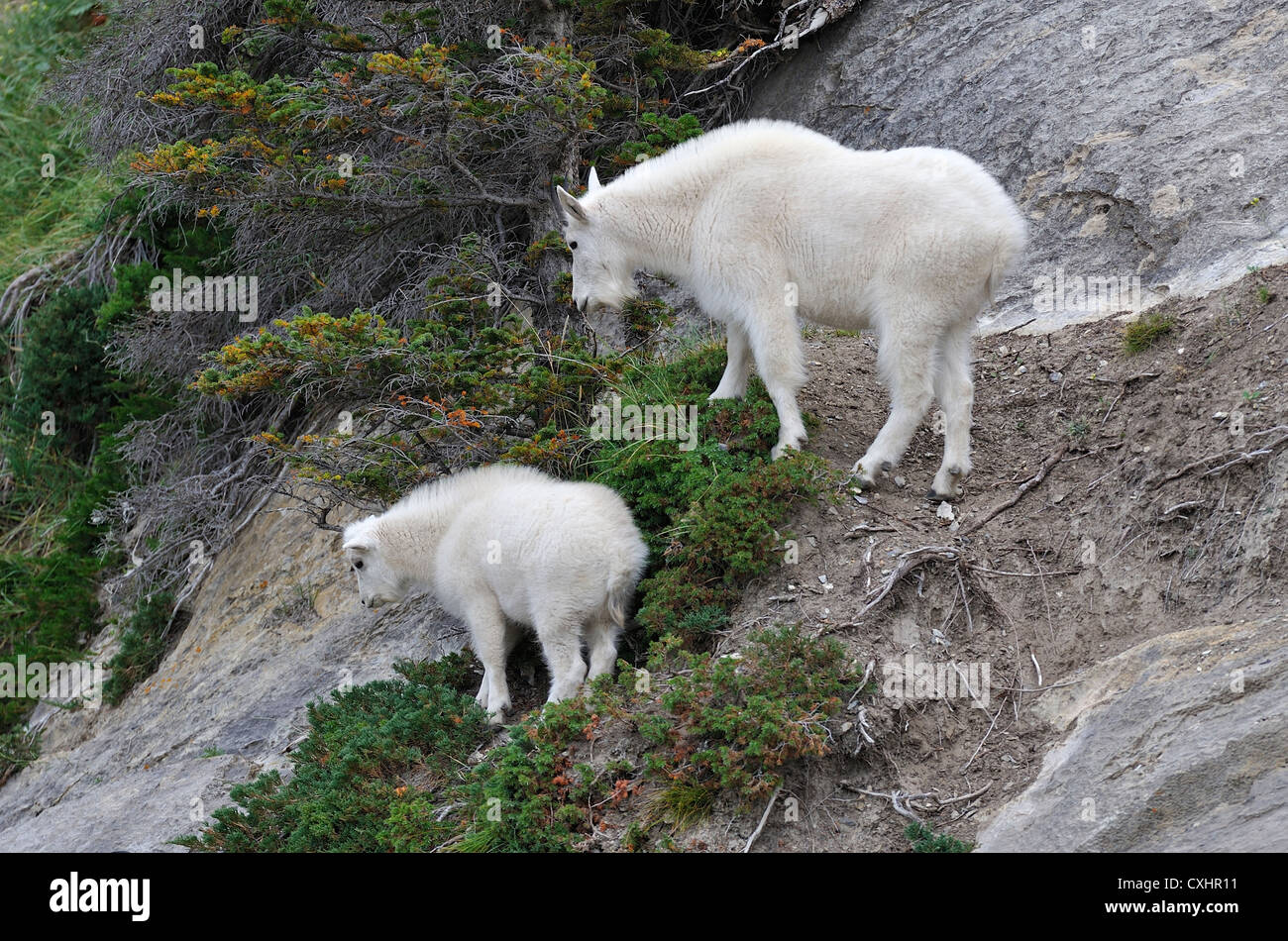 A mother mountain goat with her new baby Stock Photo - Alamy