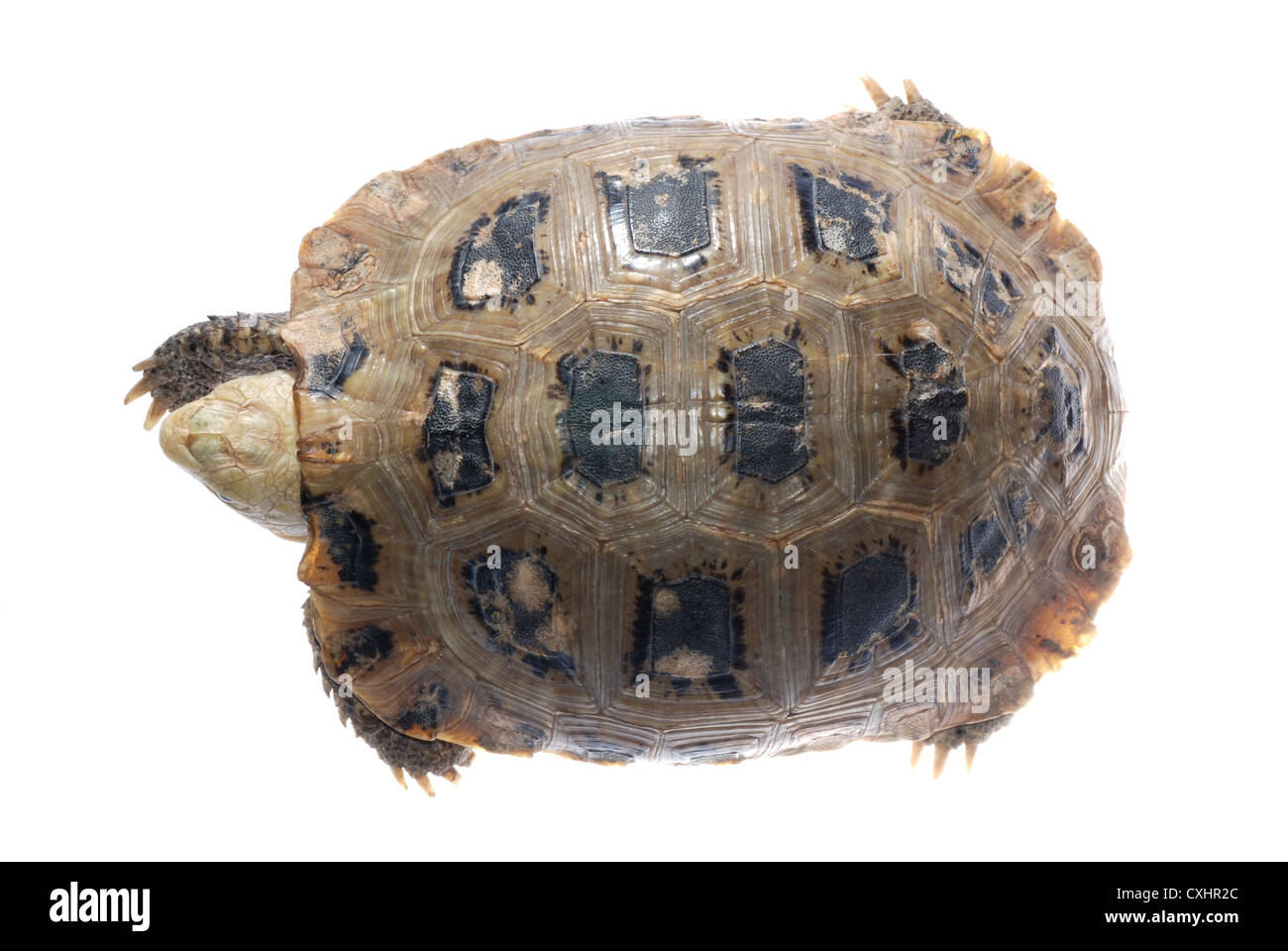 animal turtle tortoise Stock Photo - Alamy