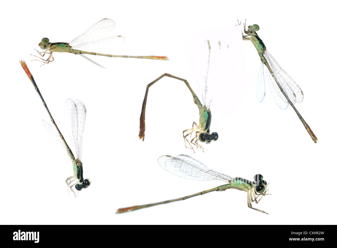 Blue dragonfly hunting Cut Out Stock Images & Pictures - Alamy