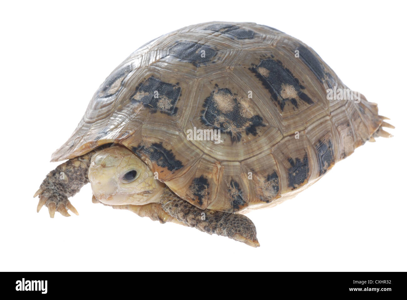 animal turtle tortoise Stock Photo - Alamy